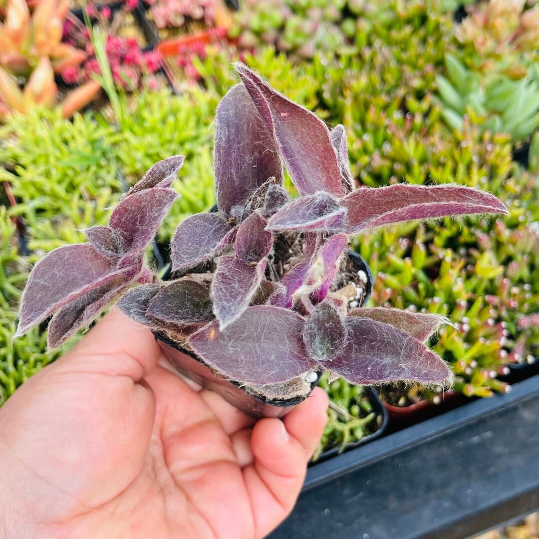 Tradescantia Pallida 'pale Puma' - Etsy