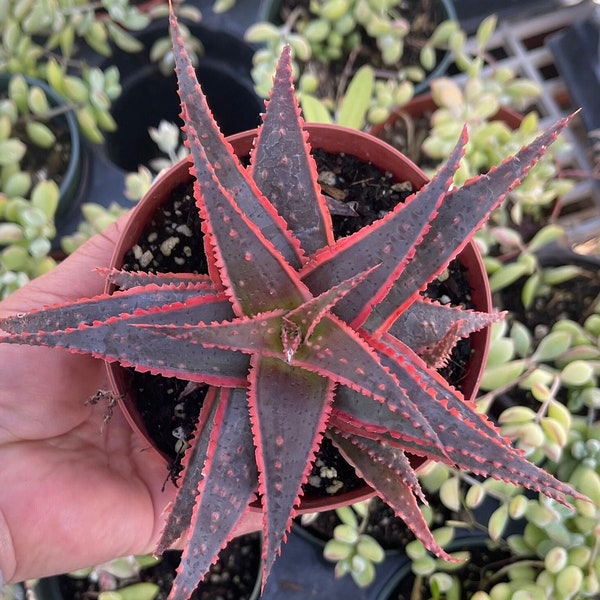 Aloe Pink Blush - Etsy