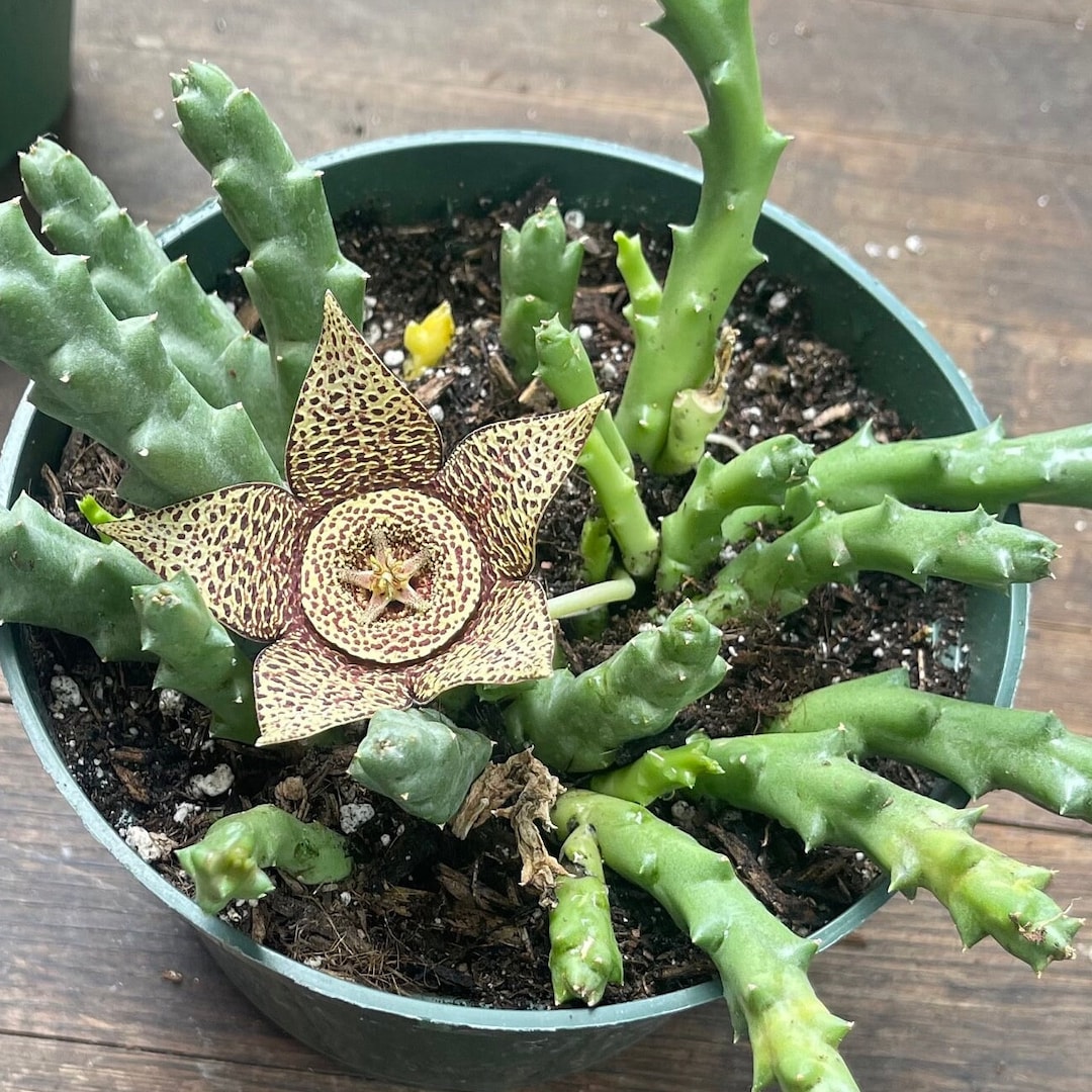 4'' Stapelia Lepida Orbea Lepida - Etsy
