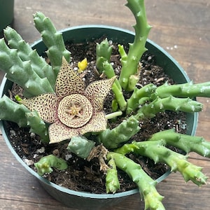 4'' Stapelia Lepida Orbea Lepida - Etsy