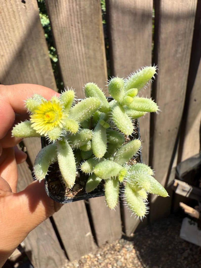 Delosperma Echinatum 'pickle Plant' - Etsy