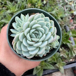 Echeveria Raspberry Ice | Pink Succulent Rosette | Rare Pastel ...