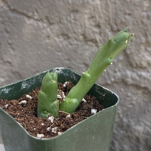 4'' Stapelia Lepida Orbea Lepida - Etsy
