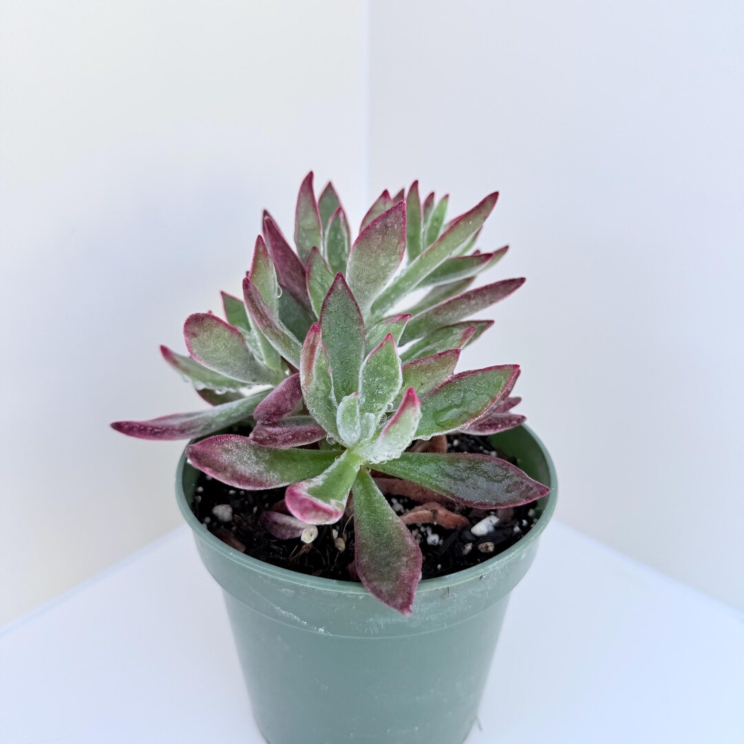 4'' Echeveria Harmsii Ruby Slipper Succulent - Etsy