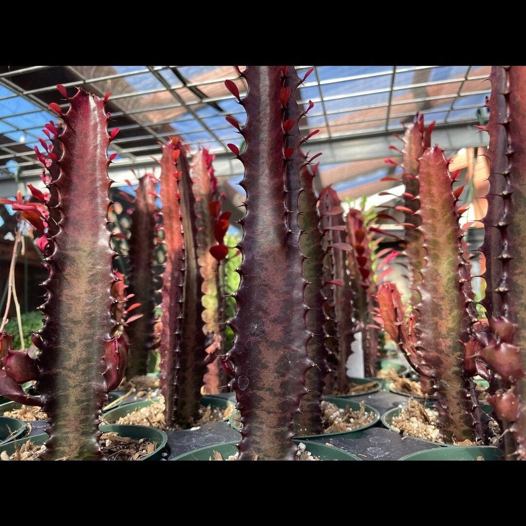 Euphoria Trigona Rubra “royal Red. Measures Aprox 6-9 Inches Tall - Etsy