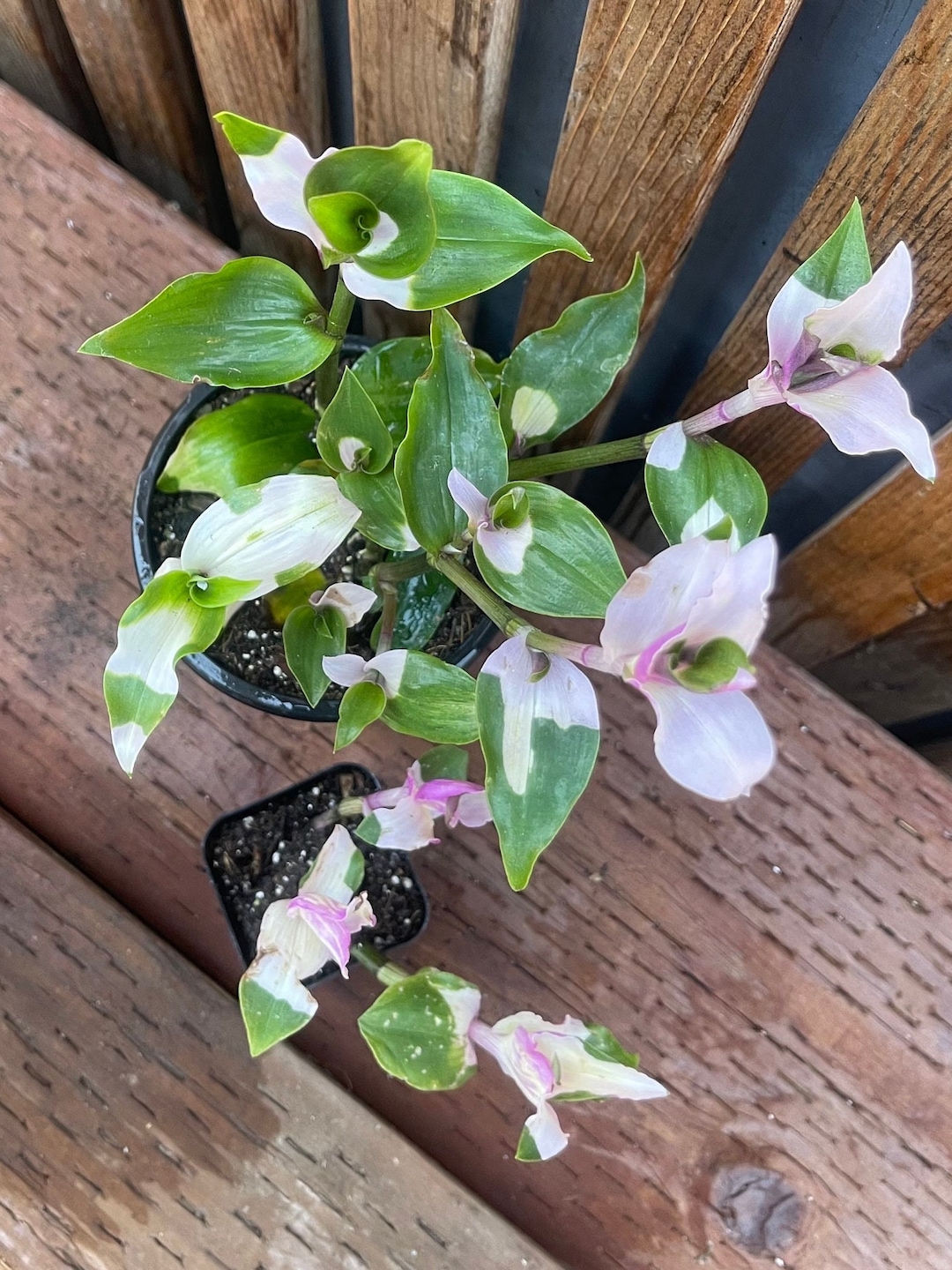 Rare Tradescantia Blushing Bride Succulent - Etsy