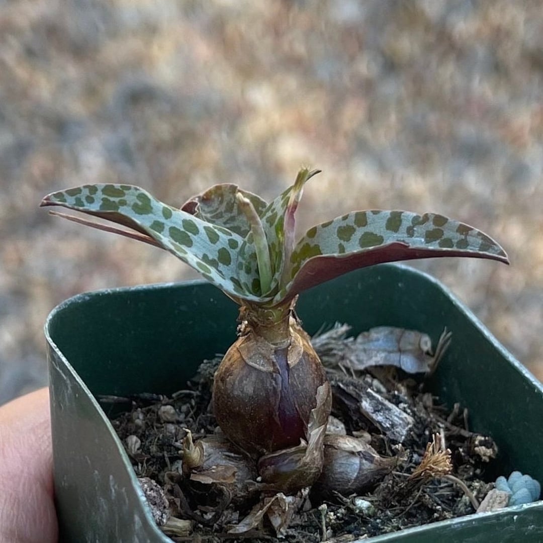 Ledebouria Socialis 'silver Squill' Plant - Etsy