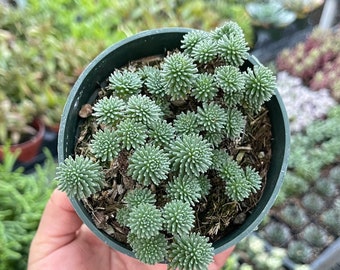 Mini Joshua Tree Succulent 4 Pot Thick and Full Sedum Multiceps Rare - Etsy