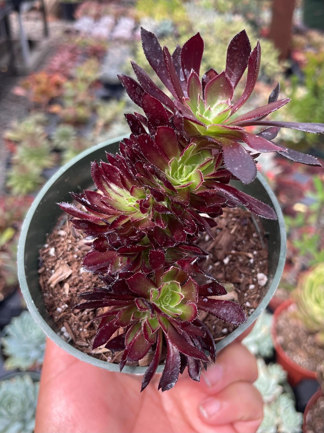 4” Crested Black Beauty - Etsy