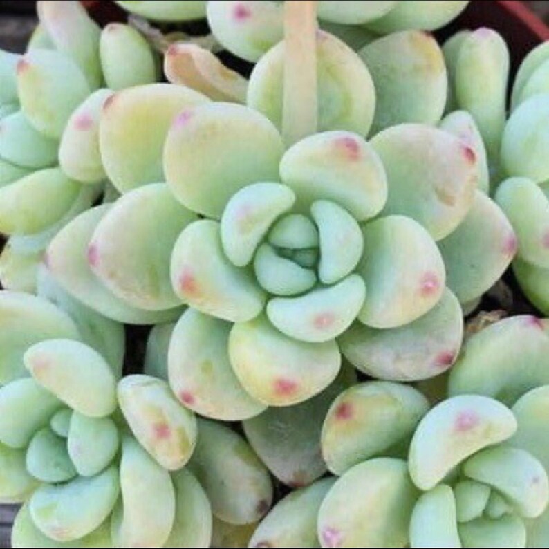 Sedum Clavitum Succulent Plant Cluster - Etsy