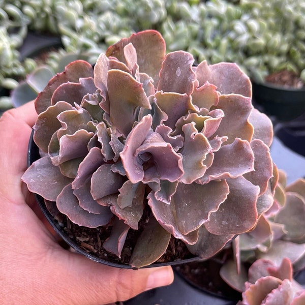 Crested Succulent - Etsy