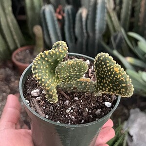Optunia Microdasys Golden Swirl Cactus - Etsy
