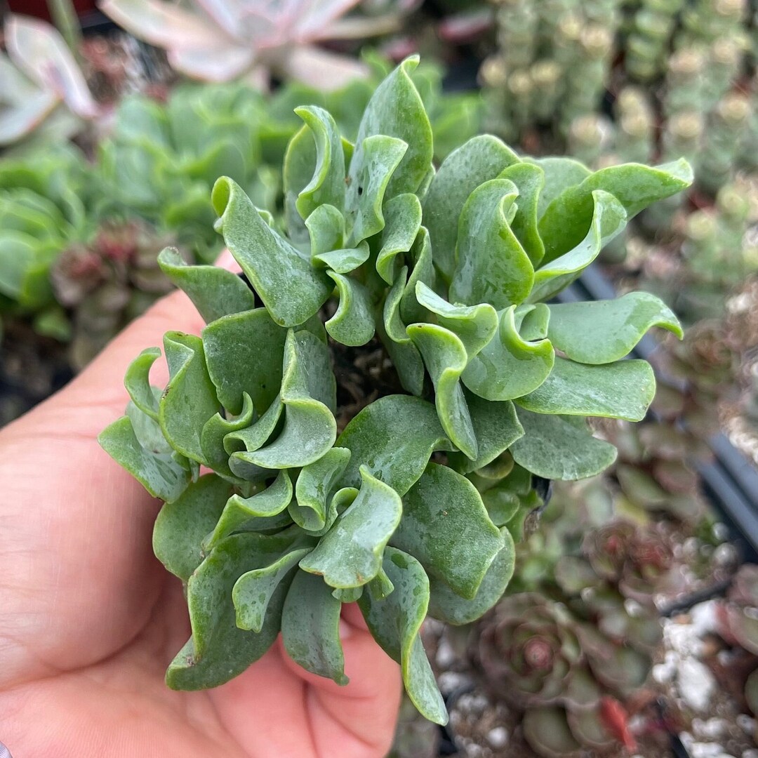 Crassula Undulatifolia Ripple Jade - Etsy