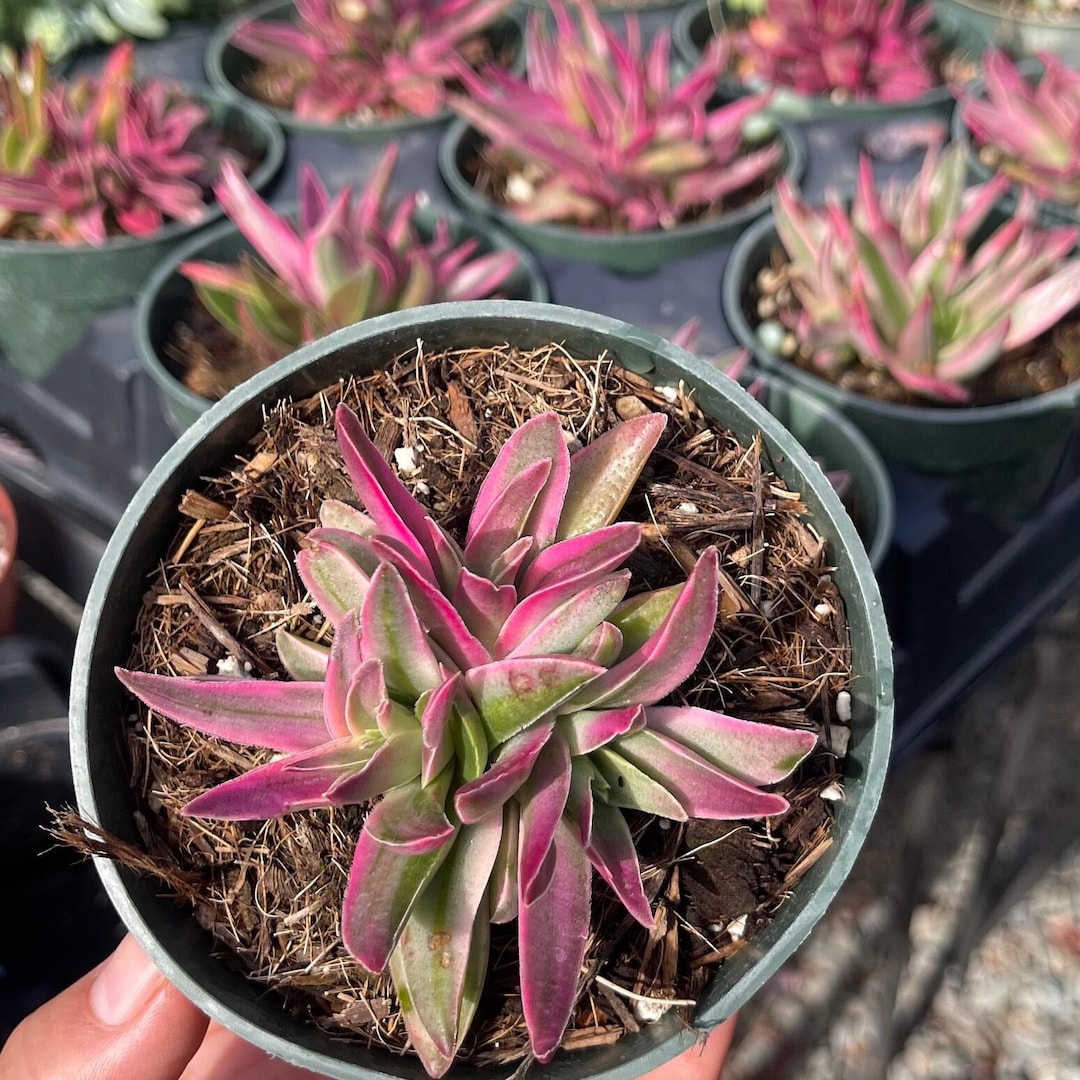 4 Crassula Capitella Subsp. Thrysiflora pink Pagoda Succulent Plant - Etsy