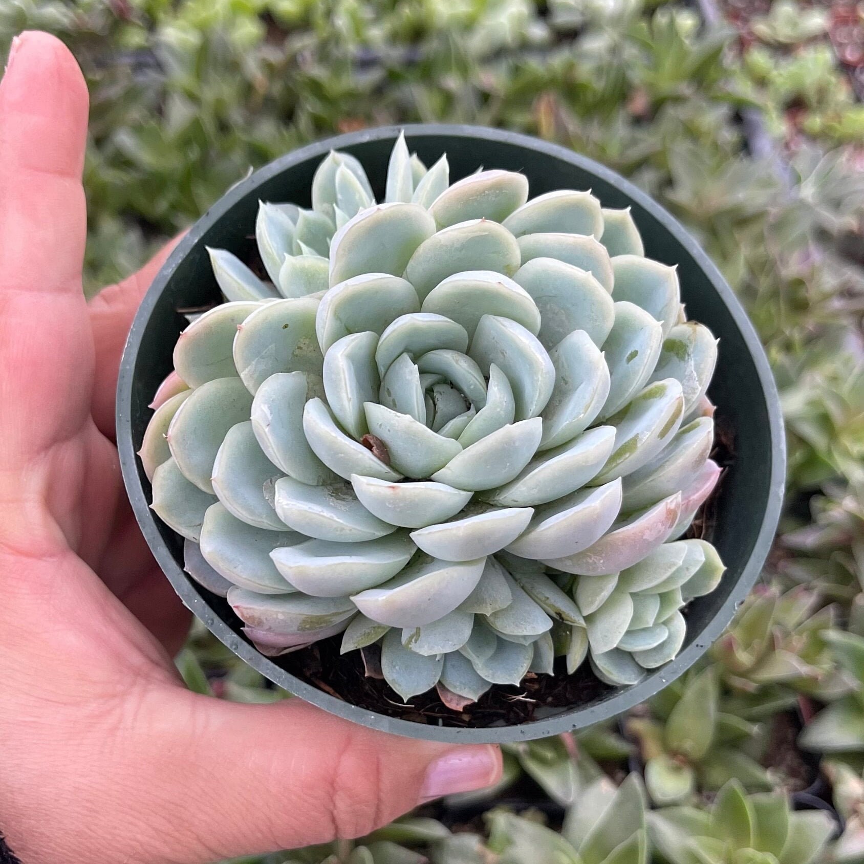 Echeveria Raspberry Ice | Pink Succulent Rosette | Rare Pastel ...