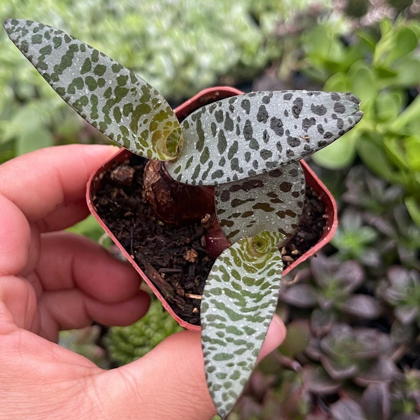 Ledebouria Socialis 'silver Squill' Plant - Etsy