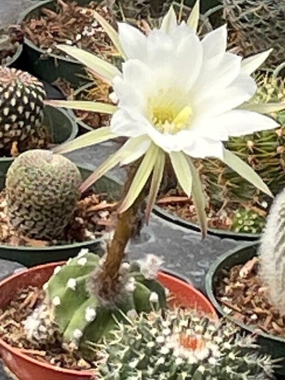 4'' Echinopsis Oxygona Easter Lily Cactus - Etsy
