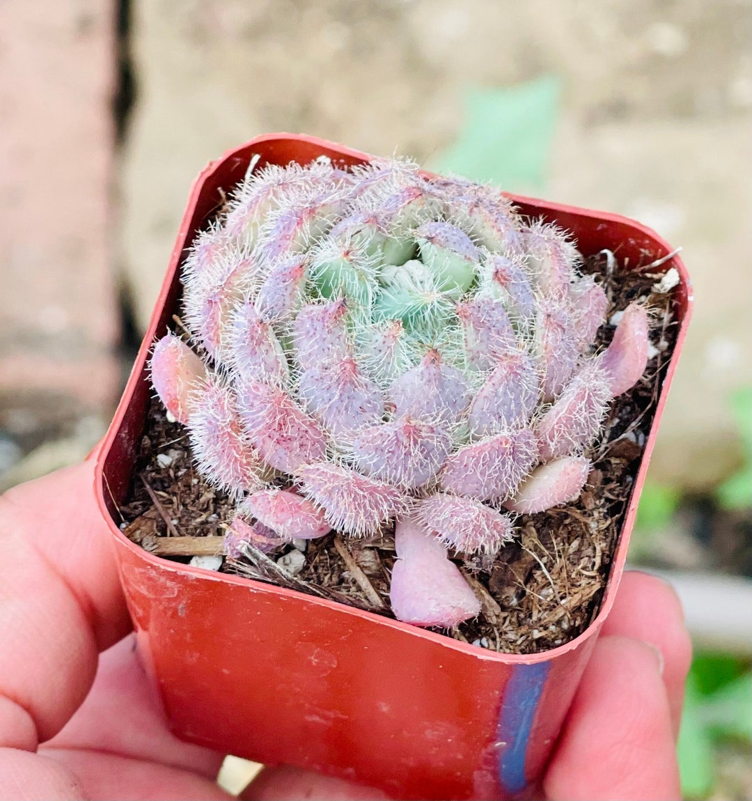 Echeveria Setosa Mexican Firecracker 2” - Etsy