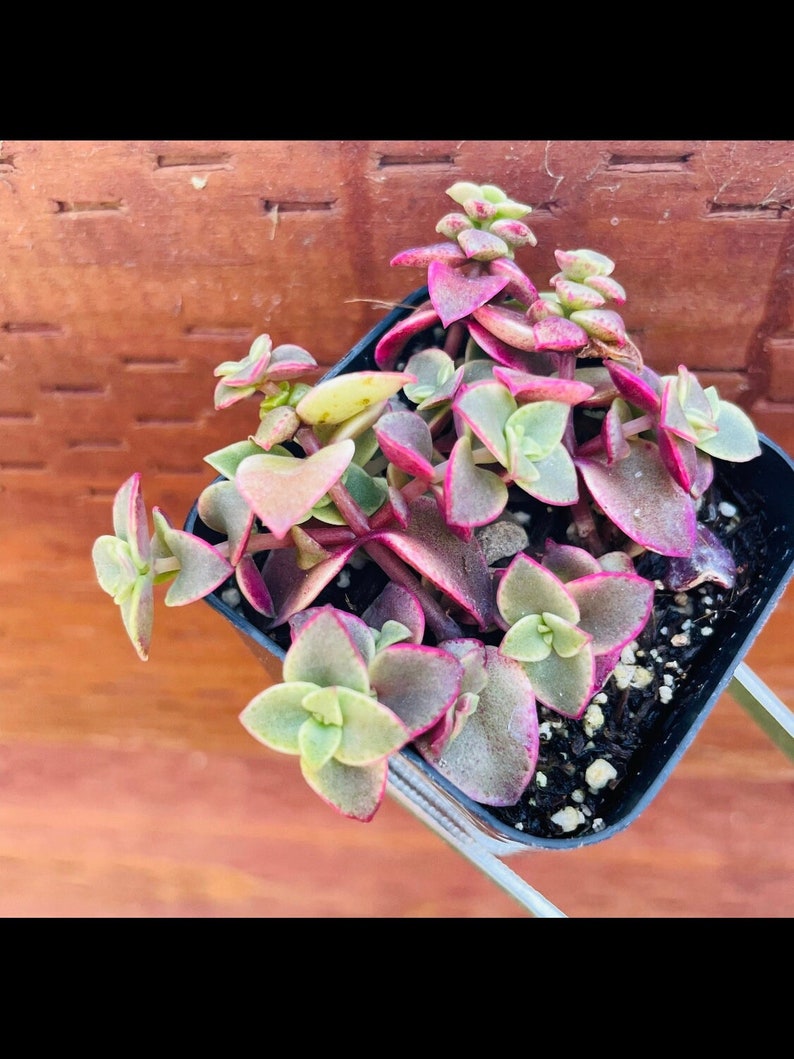 Crassula Pellucida Variegata/ Calico Kitten Succulent Plant - Etsy