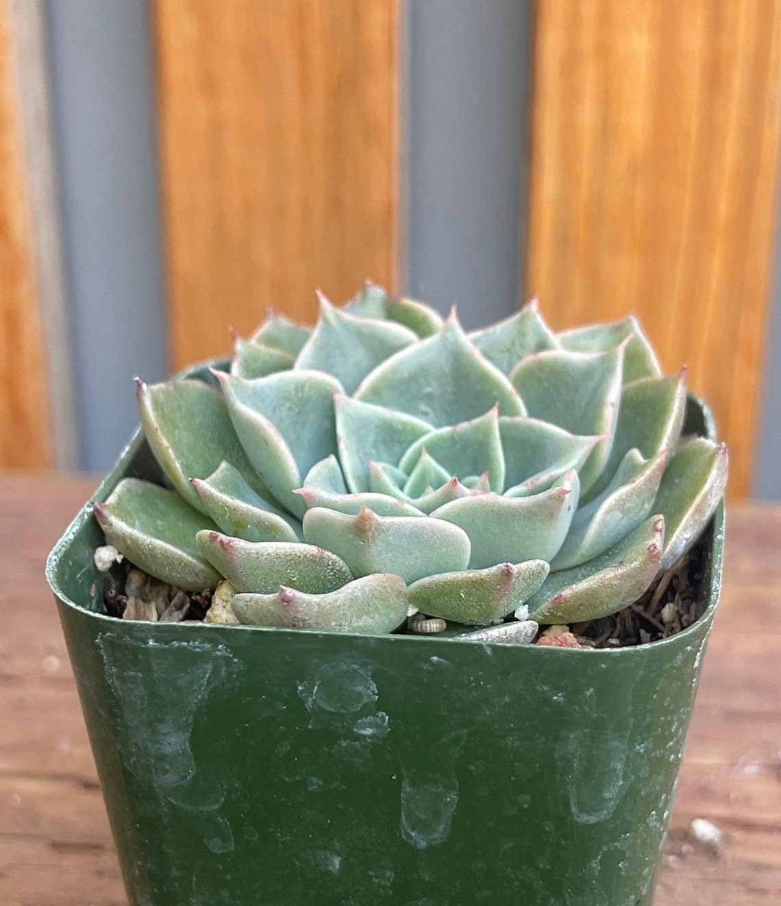 2” Graptopetalum Bellum // Tacitus Bellus - Etsy