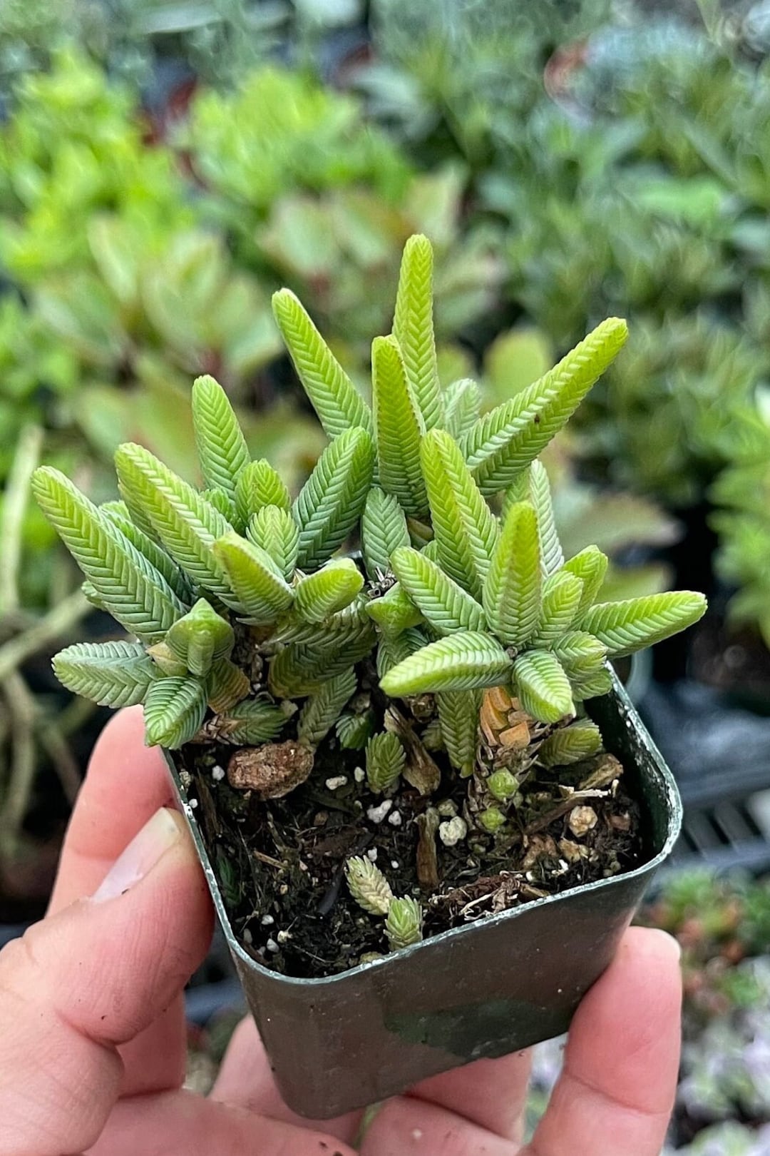 Crassula Pyramidalis - Etsy