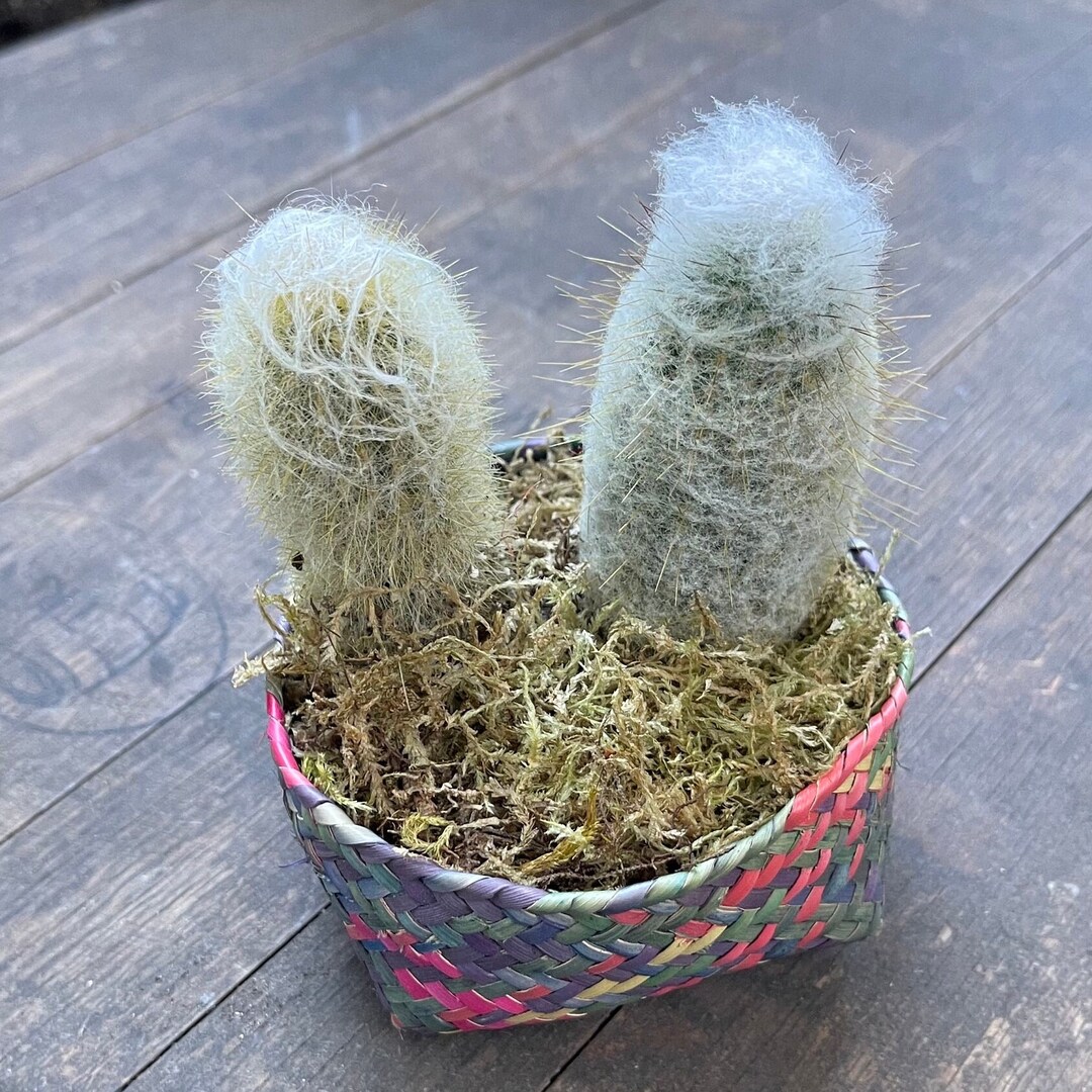 Old Lovers. Old Man Cactus & Peruvian Old Lady Cactus - Etsy
