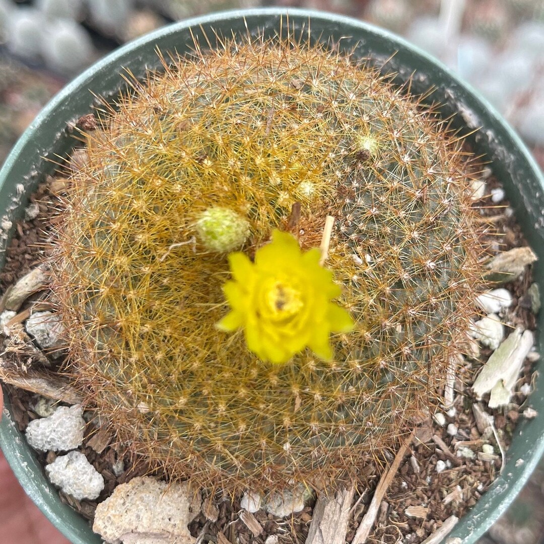 4 Notocactus Graessneri Flaviflorus - Etsy