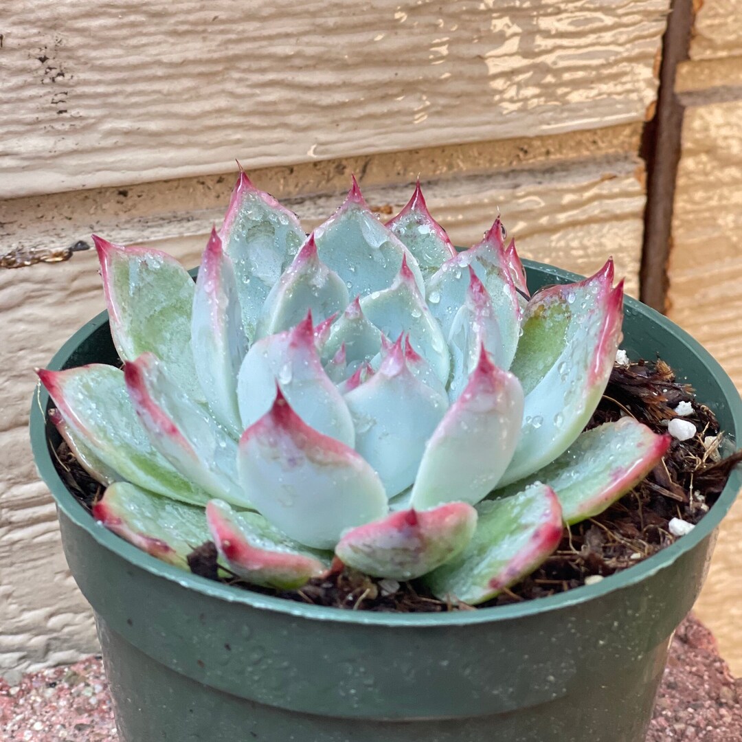 Echeveria Colorata Succulent Plant - Etsy