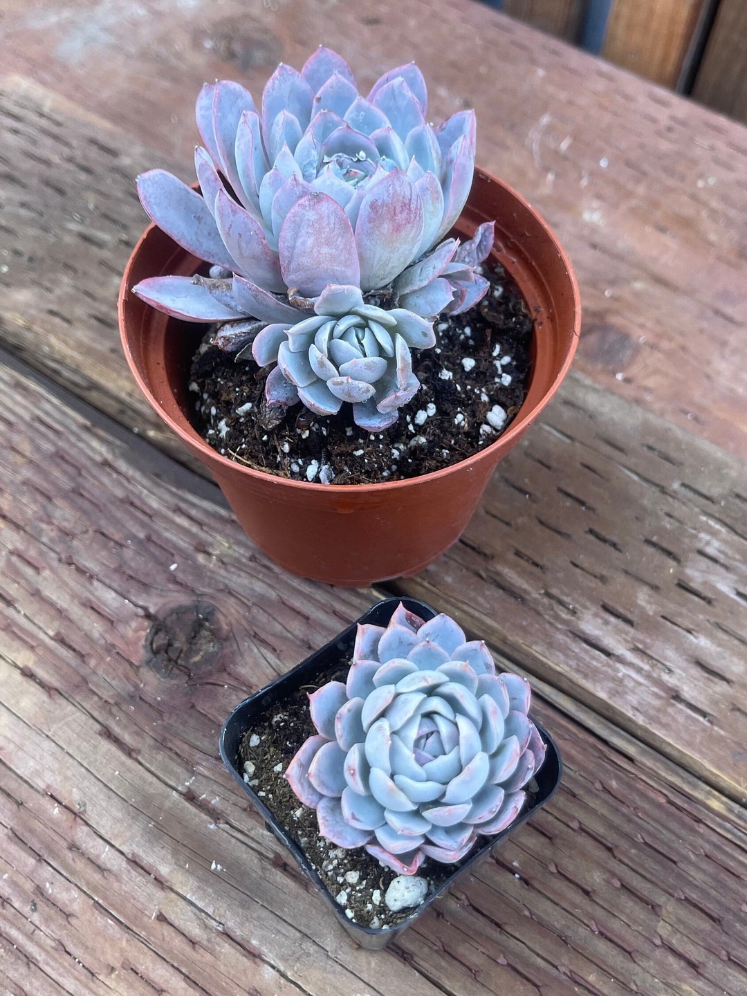 Echeveria Violet Queen Suculent - Etsy