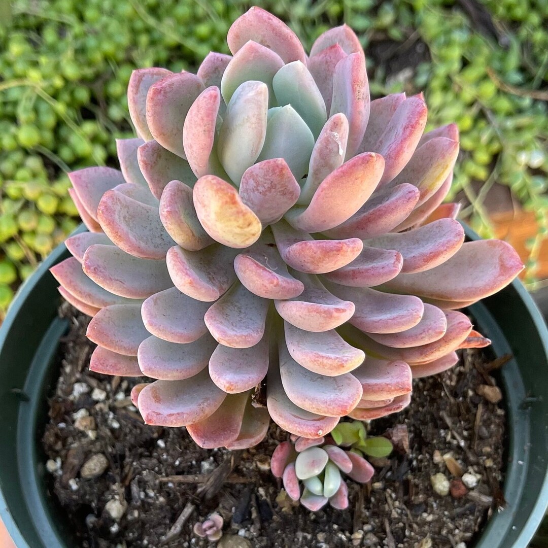6 Graptoveria Opalina Succulent Plant - Etsy