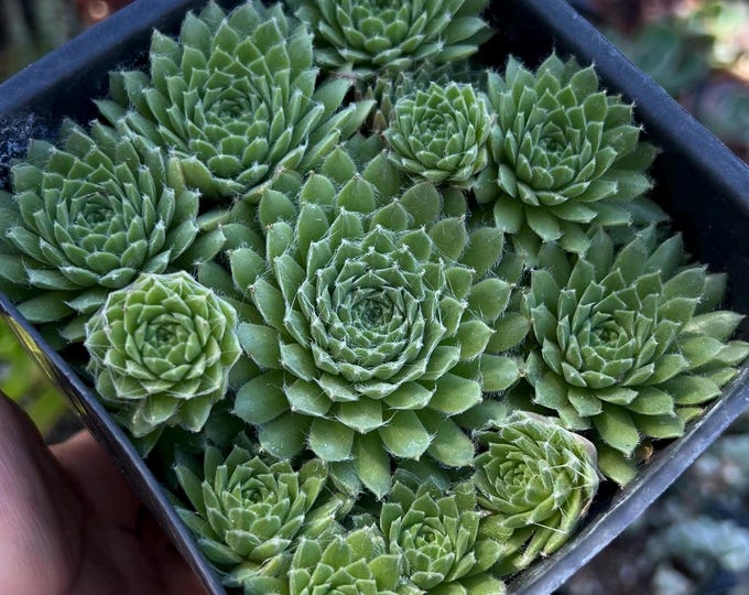 4” Sempervivum Green Wheel - Etsy