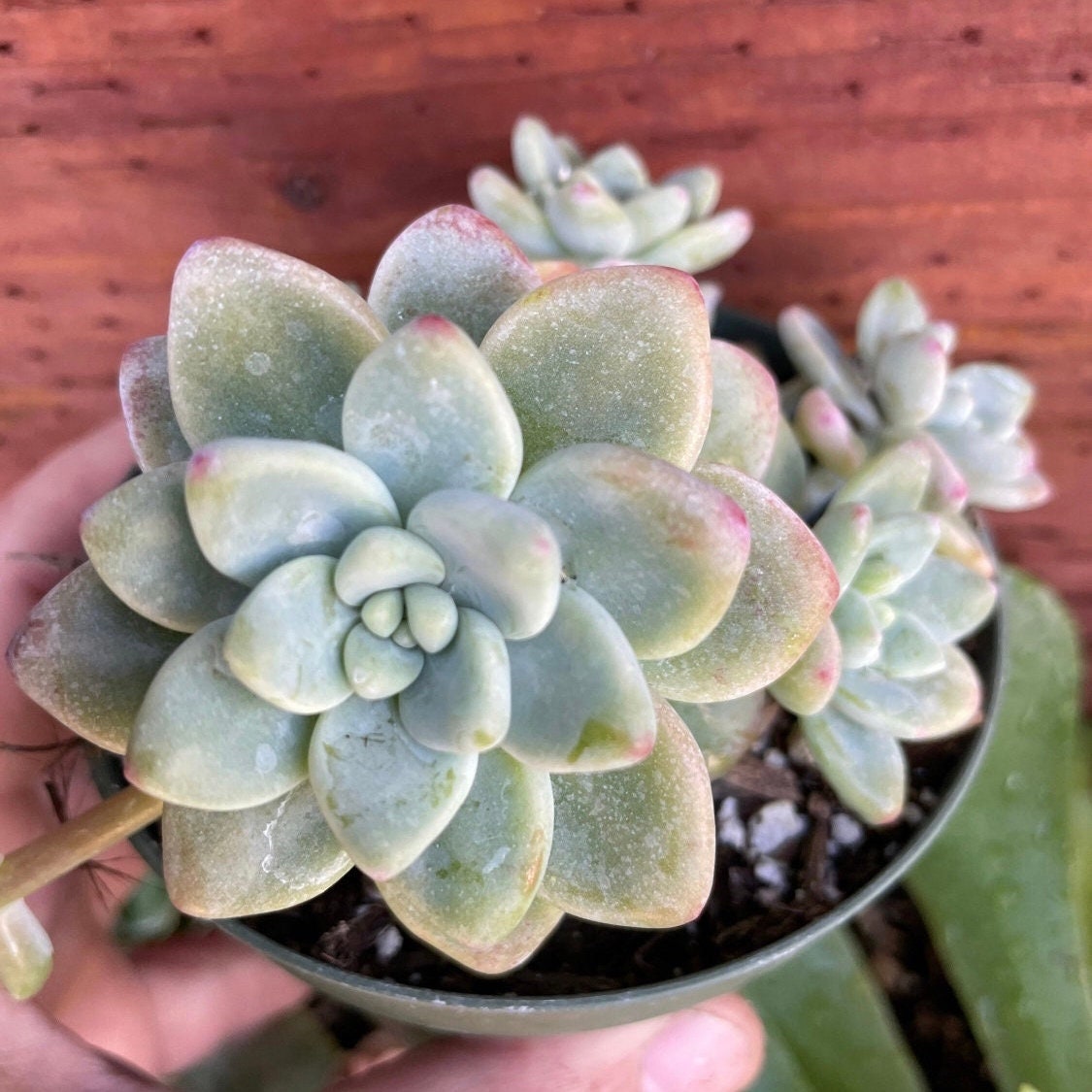 Sedum Clavitum Succulent Plant Cluster - Etsy