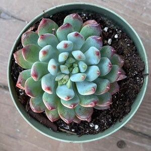 Sedeveria Blue Elf Succulent Plants - Etsy
