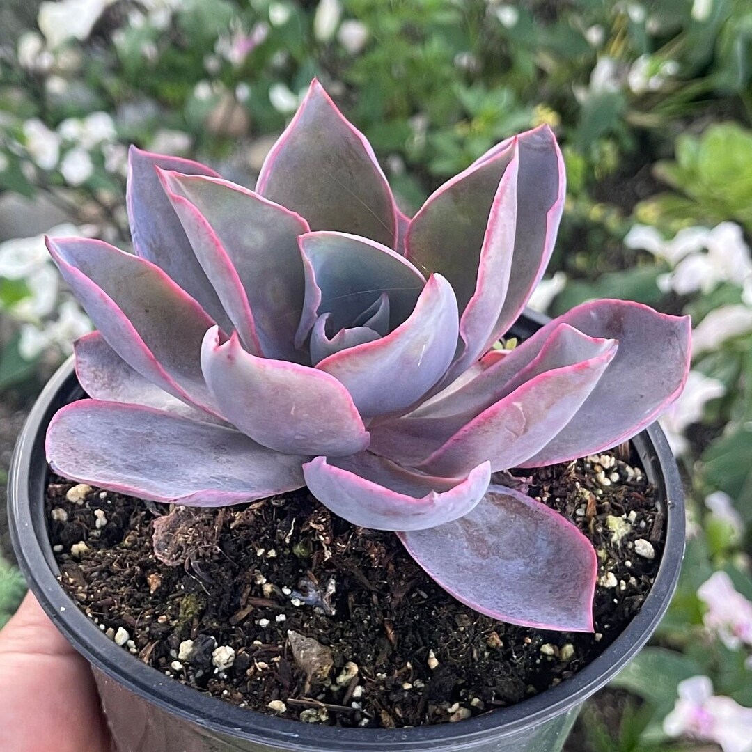 Echeveria Afterglow - Etsy