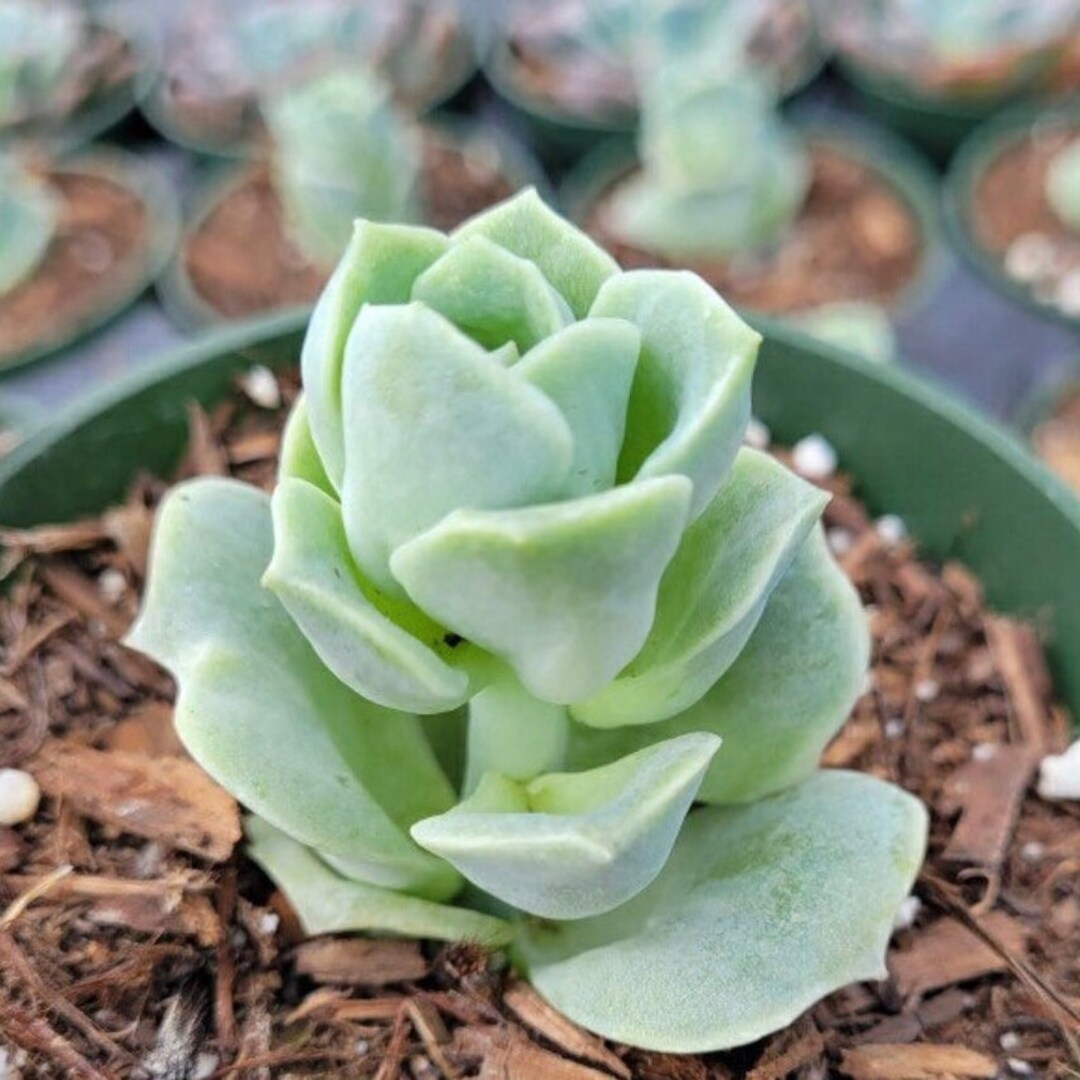 Rare Graptoveria Echeveria Lovely Rose Rare - Etsy