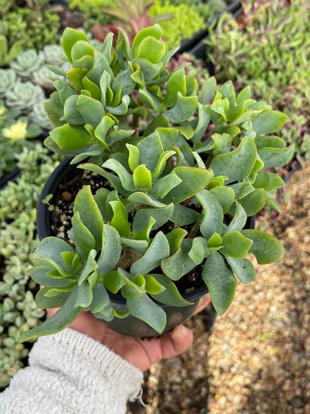 Crassula Undulatifolia - Ripple Jade - Etsy