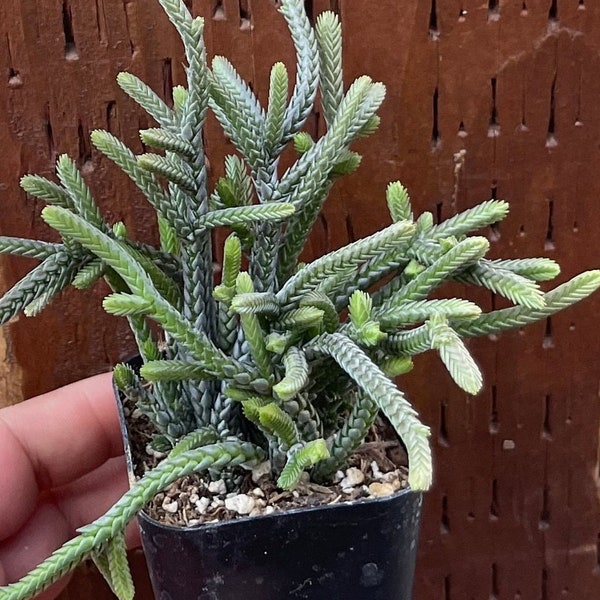 Rare Succulents - Etsy