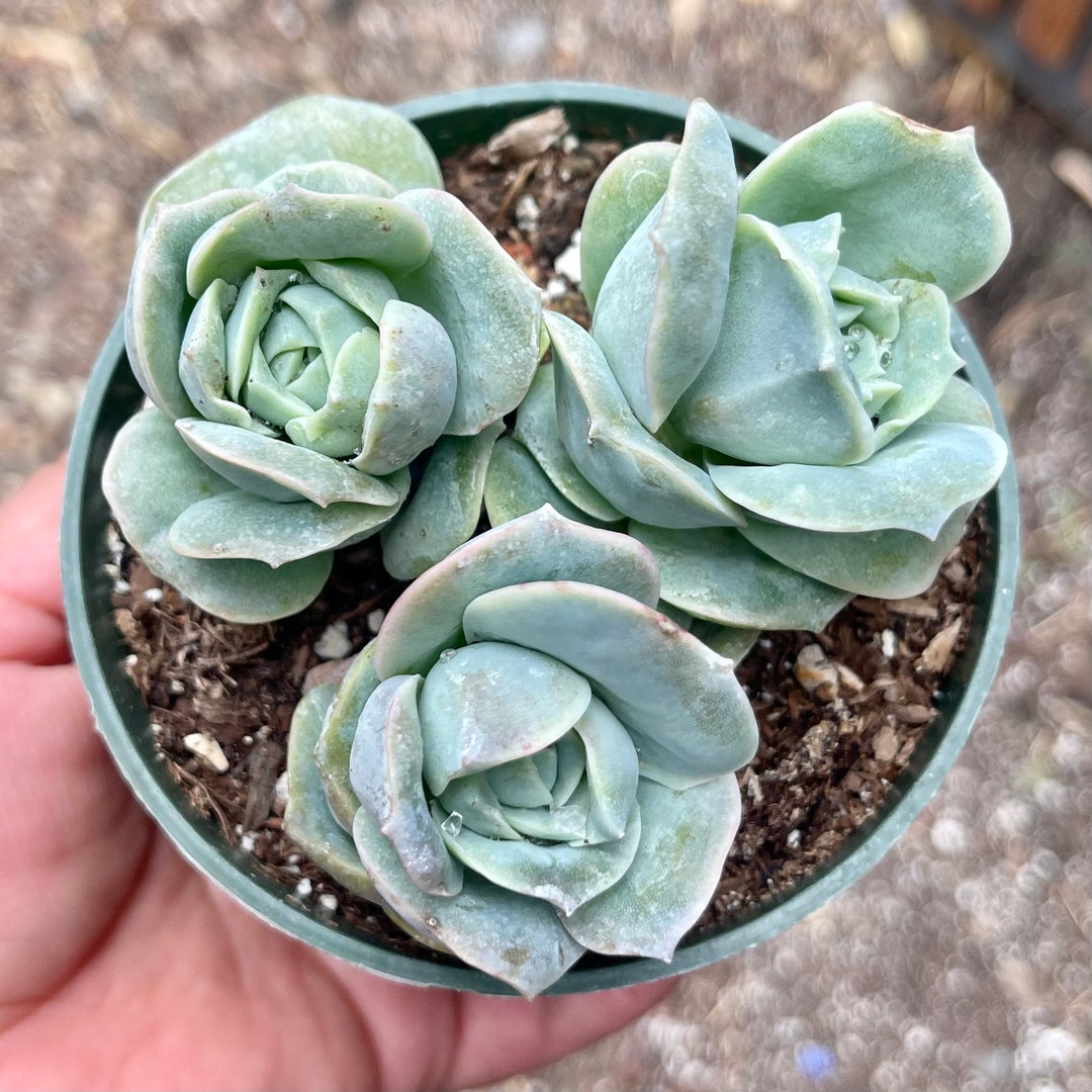 Rare Graptoveria Echeveria Lovely Rose Rare - Etsy