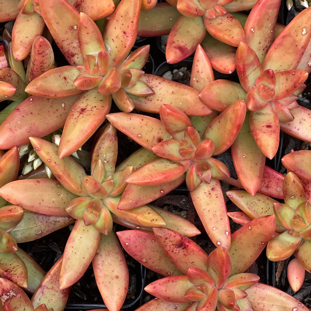 Sedum Adolphi Firestorm - Etsy