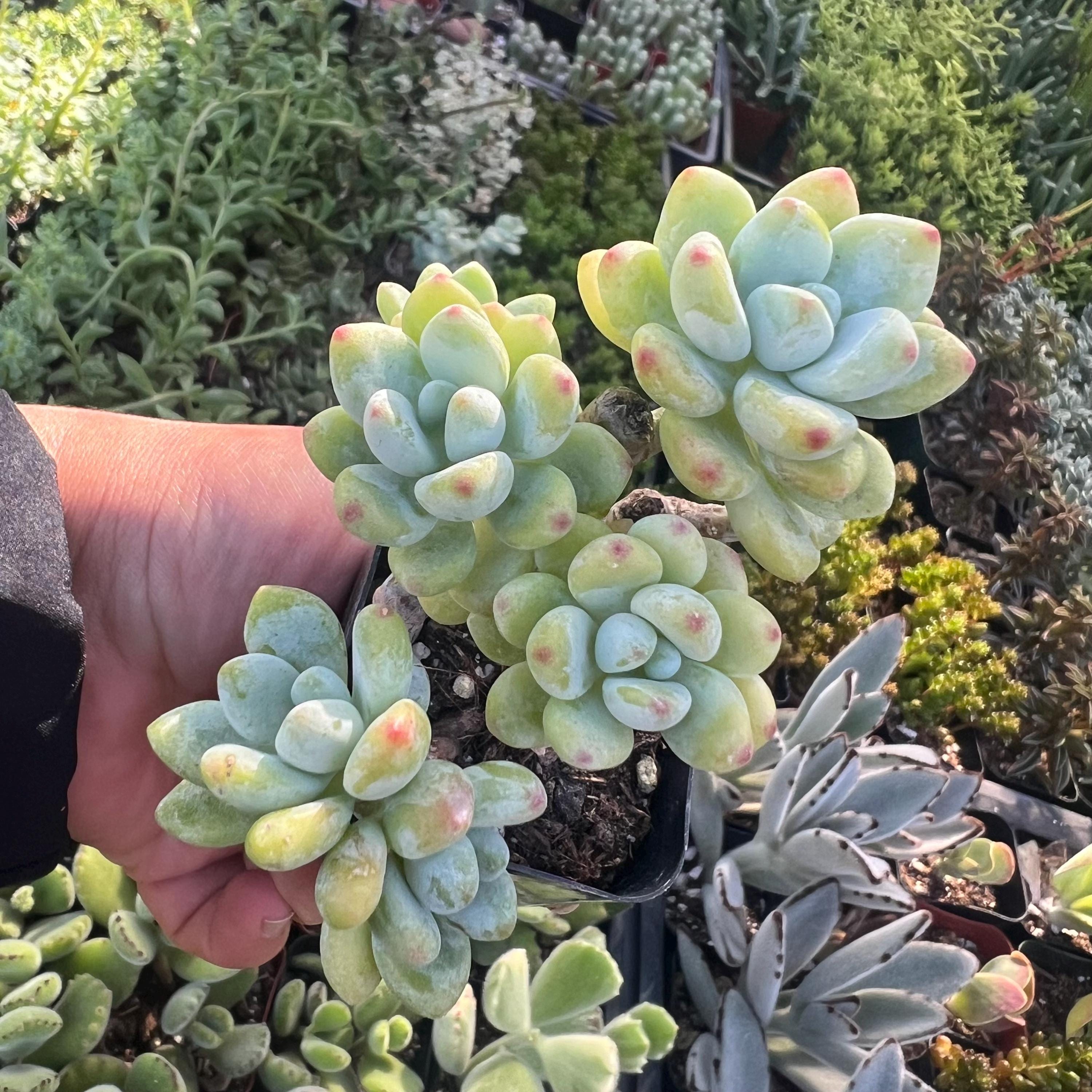 Sedum Clavitum Succulent Plant Cluster - Etsy