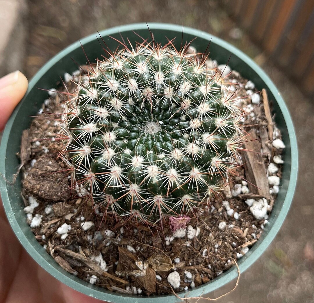 4” Parodia Rutilans Cactus - Etsy