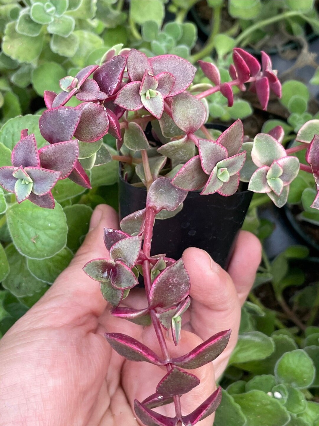 Crassula Pellucida Variegata/ Calico Kitten Succulent Plant - Etsy