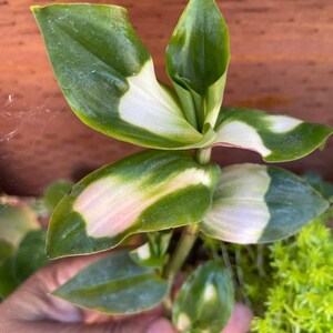 Rare Tradescantia Blushing Bride Succulent - Etsy