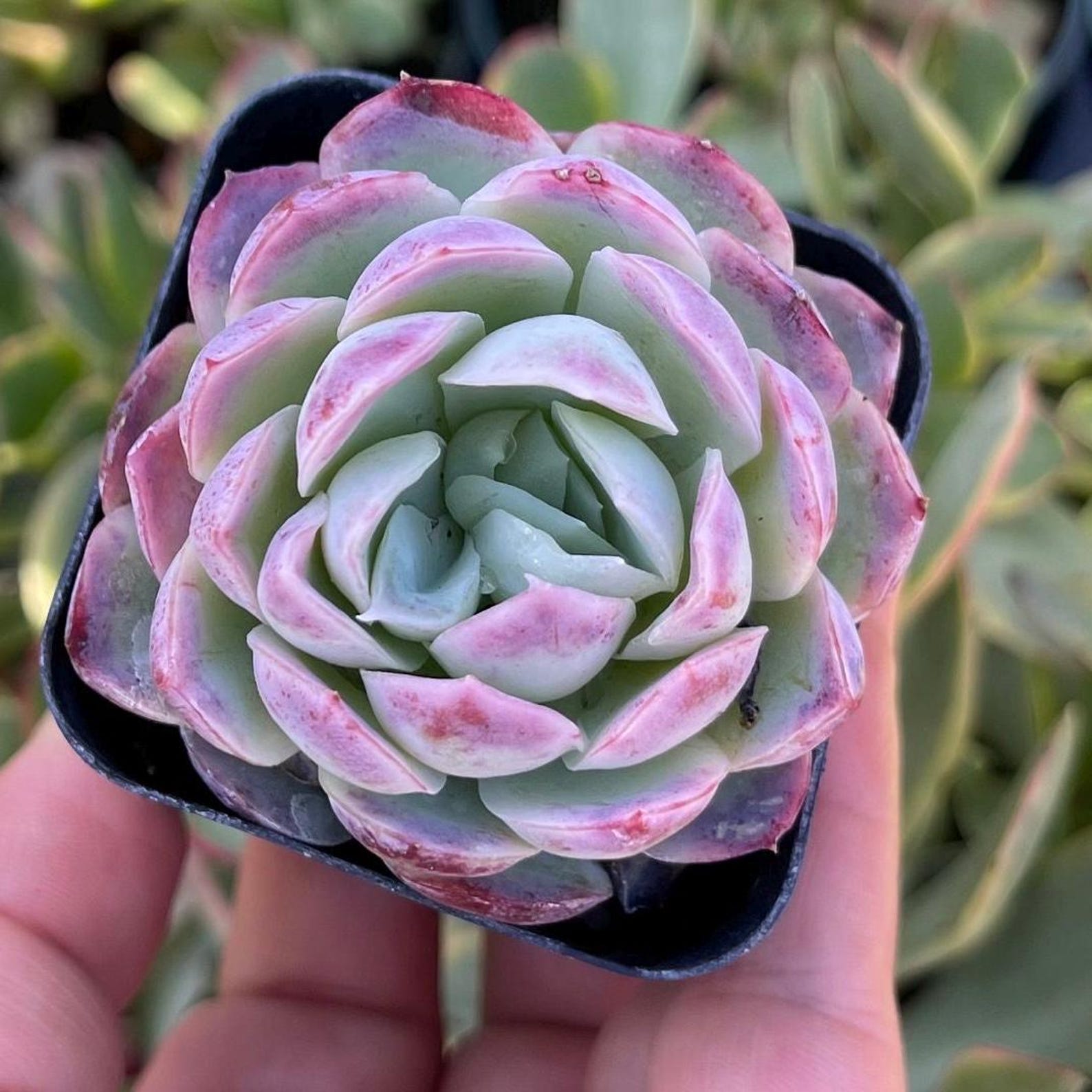 Echeveria Raspberry Ice | Pink Succulent Rosette | Rare Pastel ...