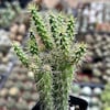 4'' Stapelia Lepida Orbea Lepida - Etsy