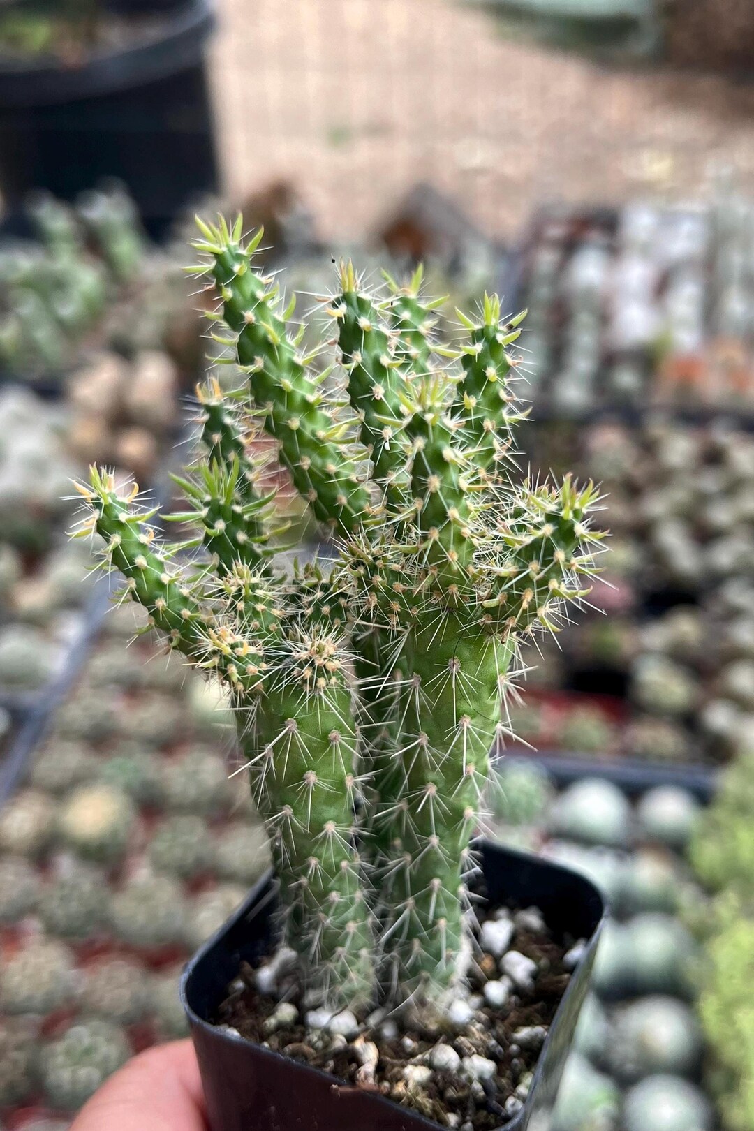 Cylindropuntia Cholla Cactus 2” Pot - Etsy