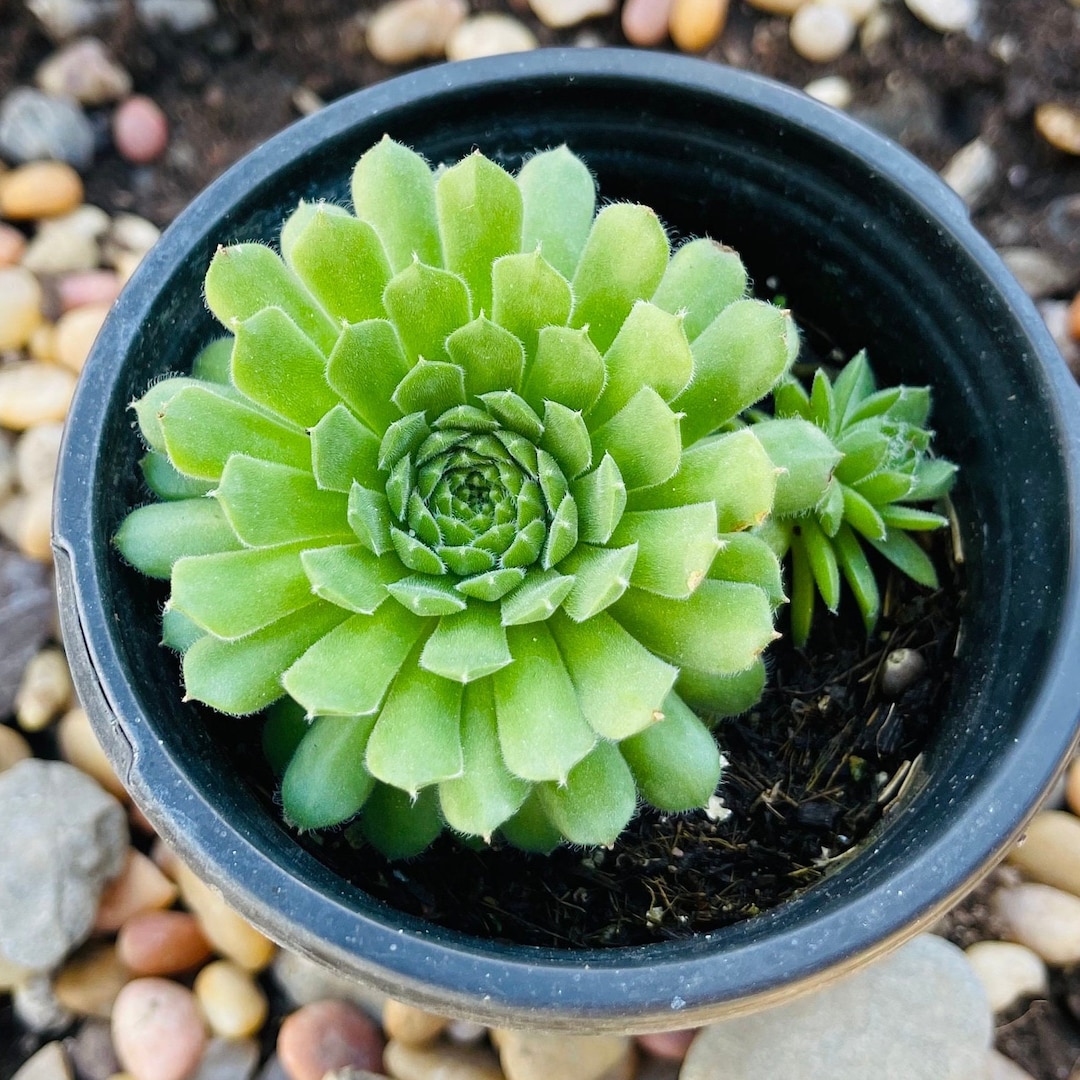 4 Sempervivum Green Wheel - Etsy