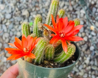 European Hybrid Peanut Cactus “HOT FLAMES” - Etsy