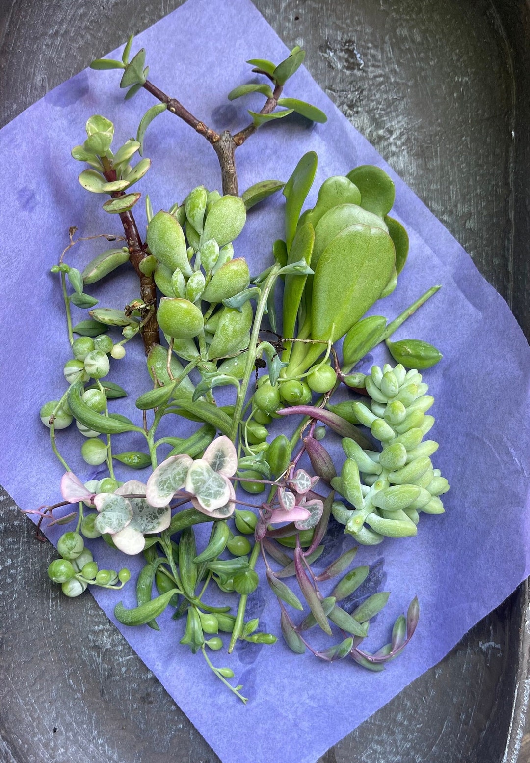 Trailing 13-16 Stem String Cuttings -string of Hearts, Pearls, Bananas ...