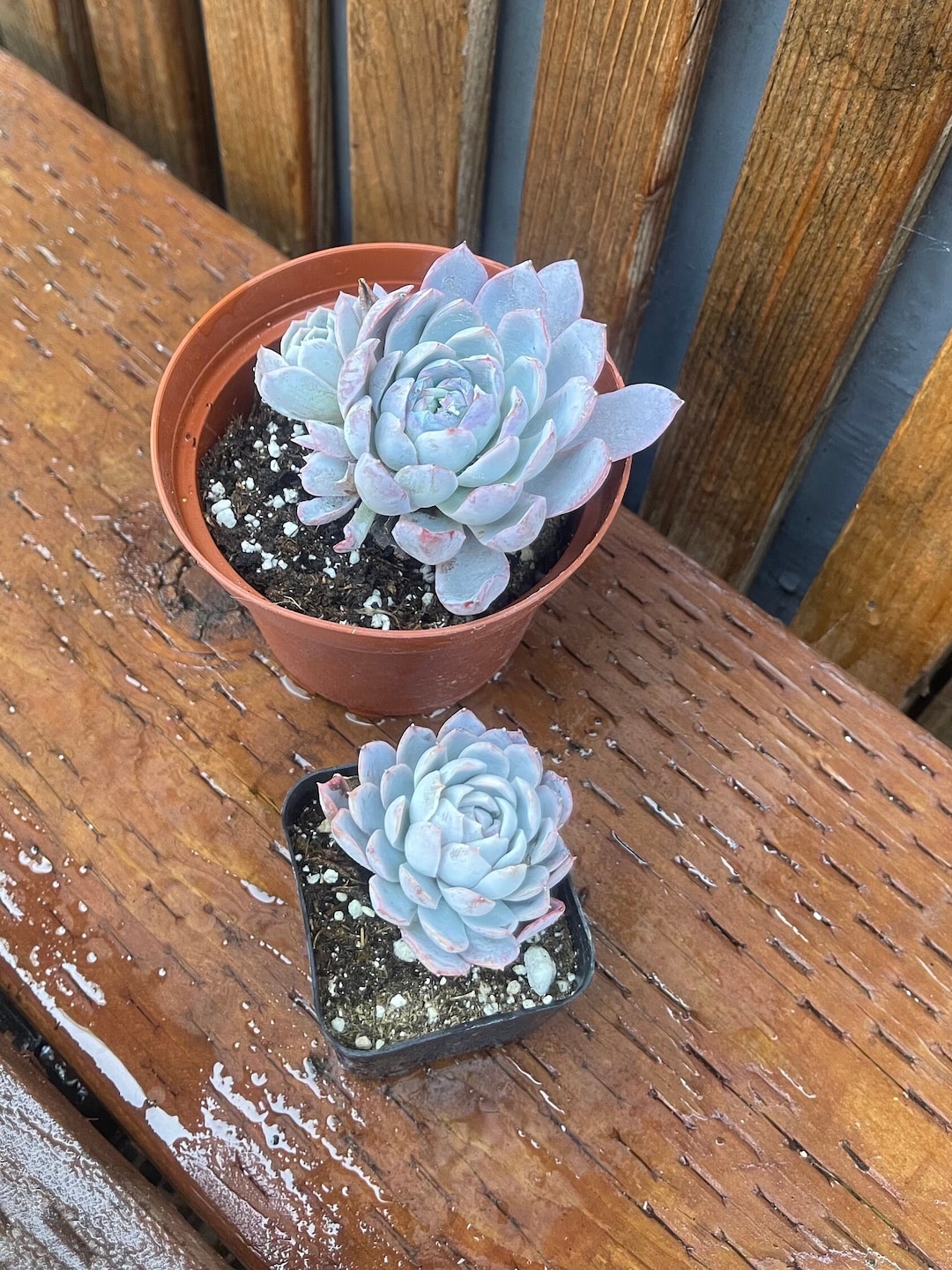 Echeveria Violet Queen Suculent - Etsy